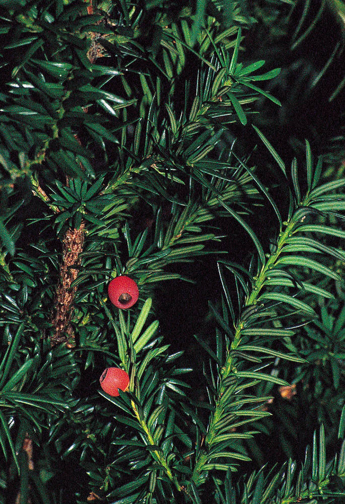 Parque Natural Saja-Besaya | Reserva del Saja